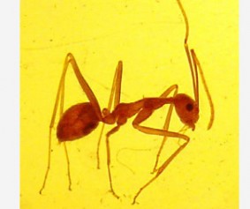 Hormiga loca amarilla: Anoplolepis gracilipes